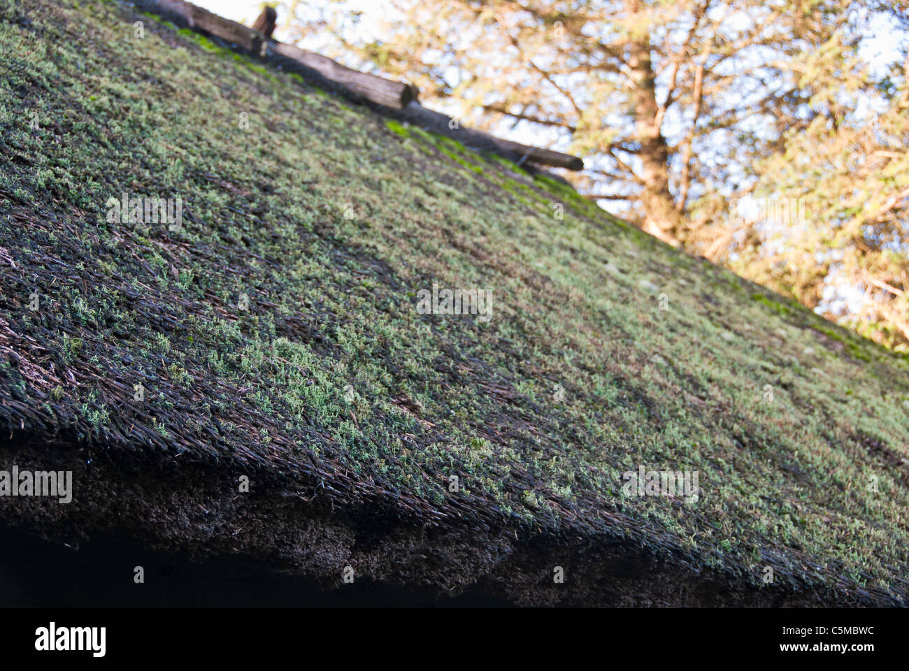 Detail thatched roof hi-res stock photography and images - Alamy