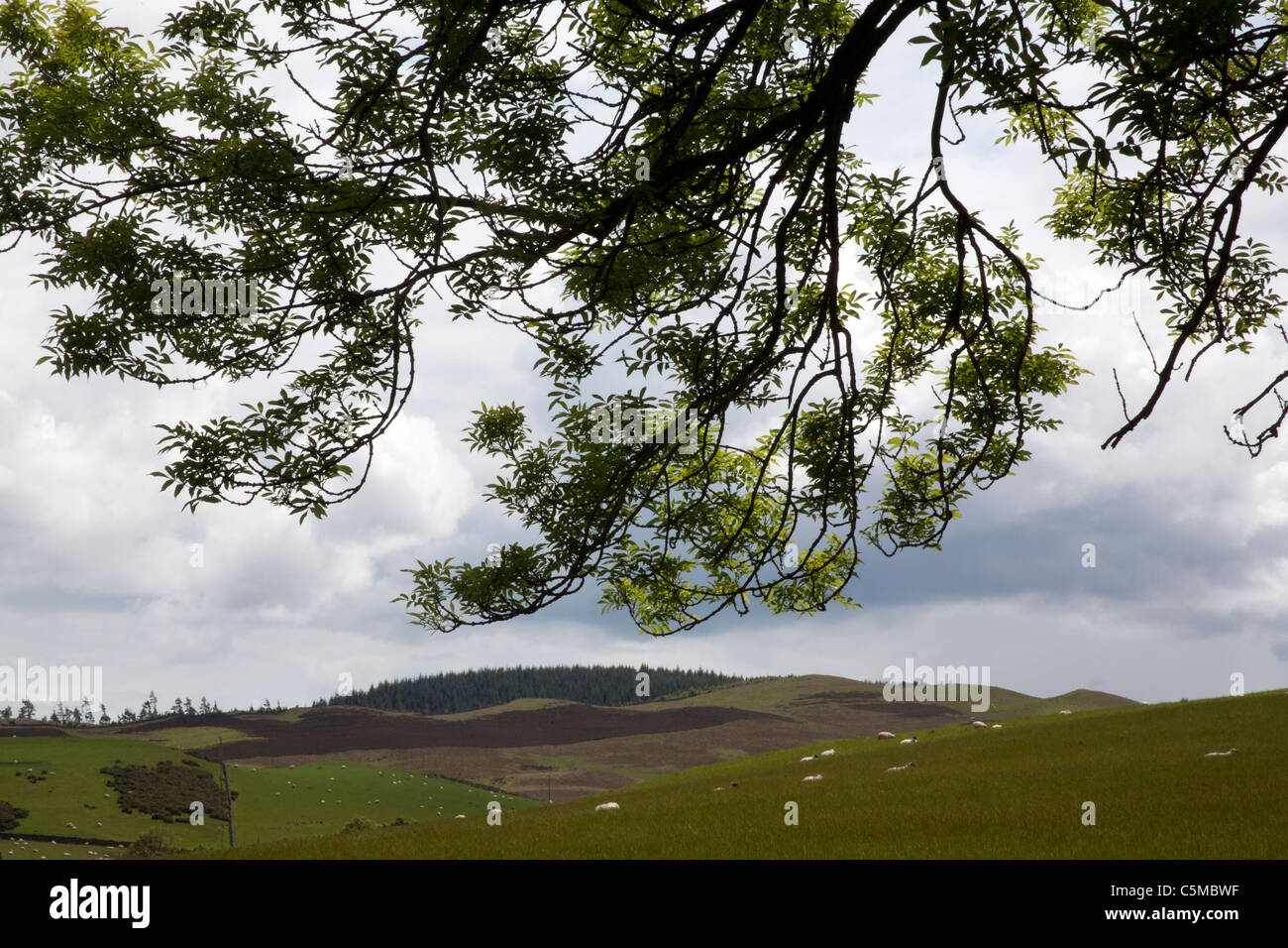 Tree bough and grassy field in the countryside and farmland around ...