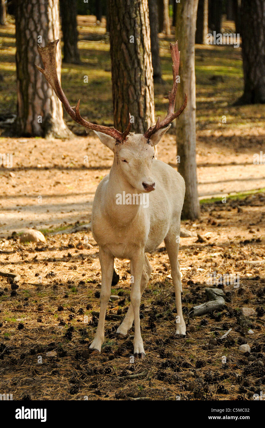 Albino deer deer hi-res stock photography and images - Alamy