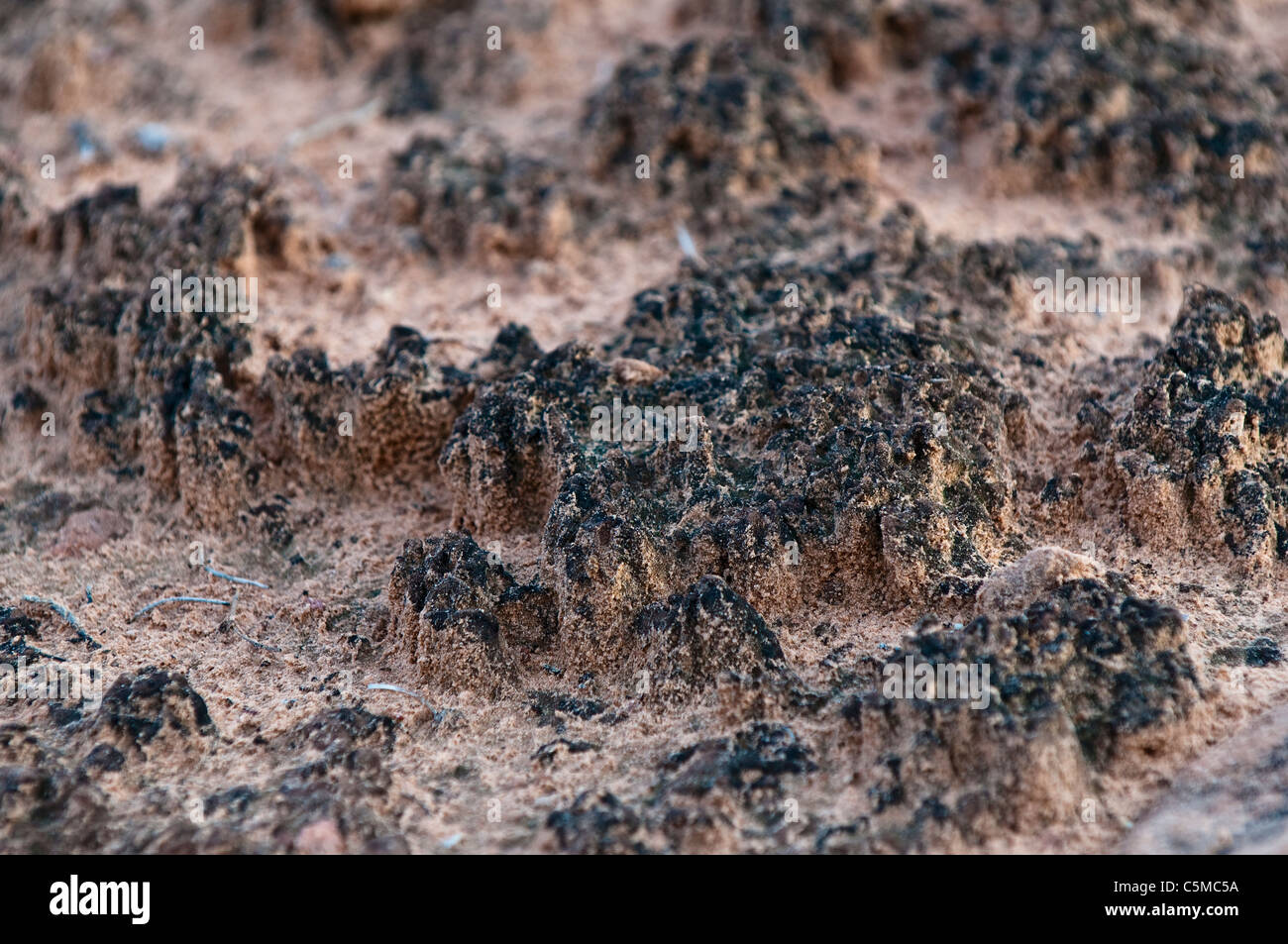 Biological Soil Crusts, consisting of algae, cyanobacteria, lichens ...