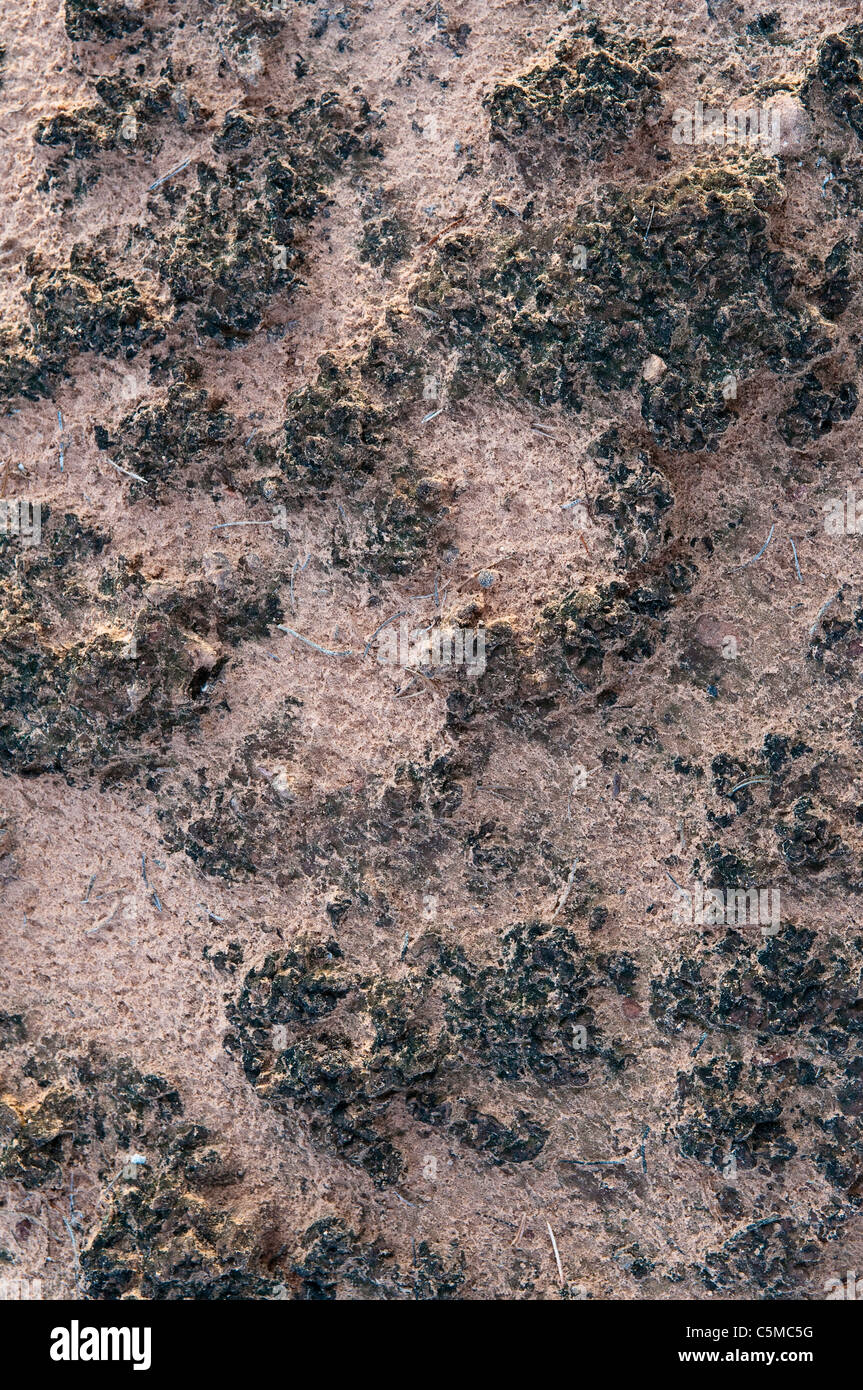 Cryptogamic crust hi-res stock photography and images - Alamy