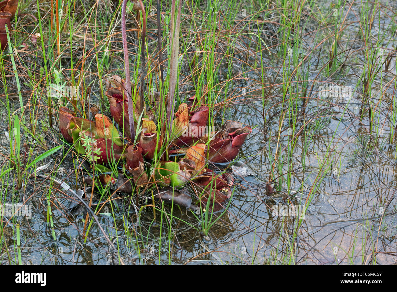 Carnivorous Northern Pitcher Plant Sarracenia purpurea E North America ...