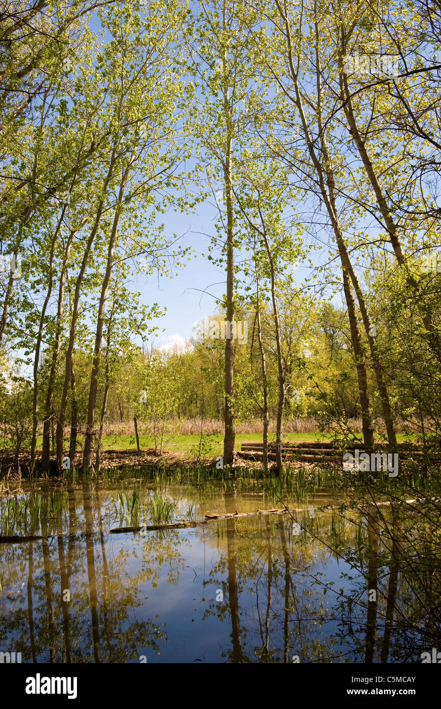 Trees reflected in water at a pond at Father Pandosy Mission, Kelowna ...