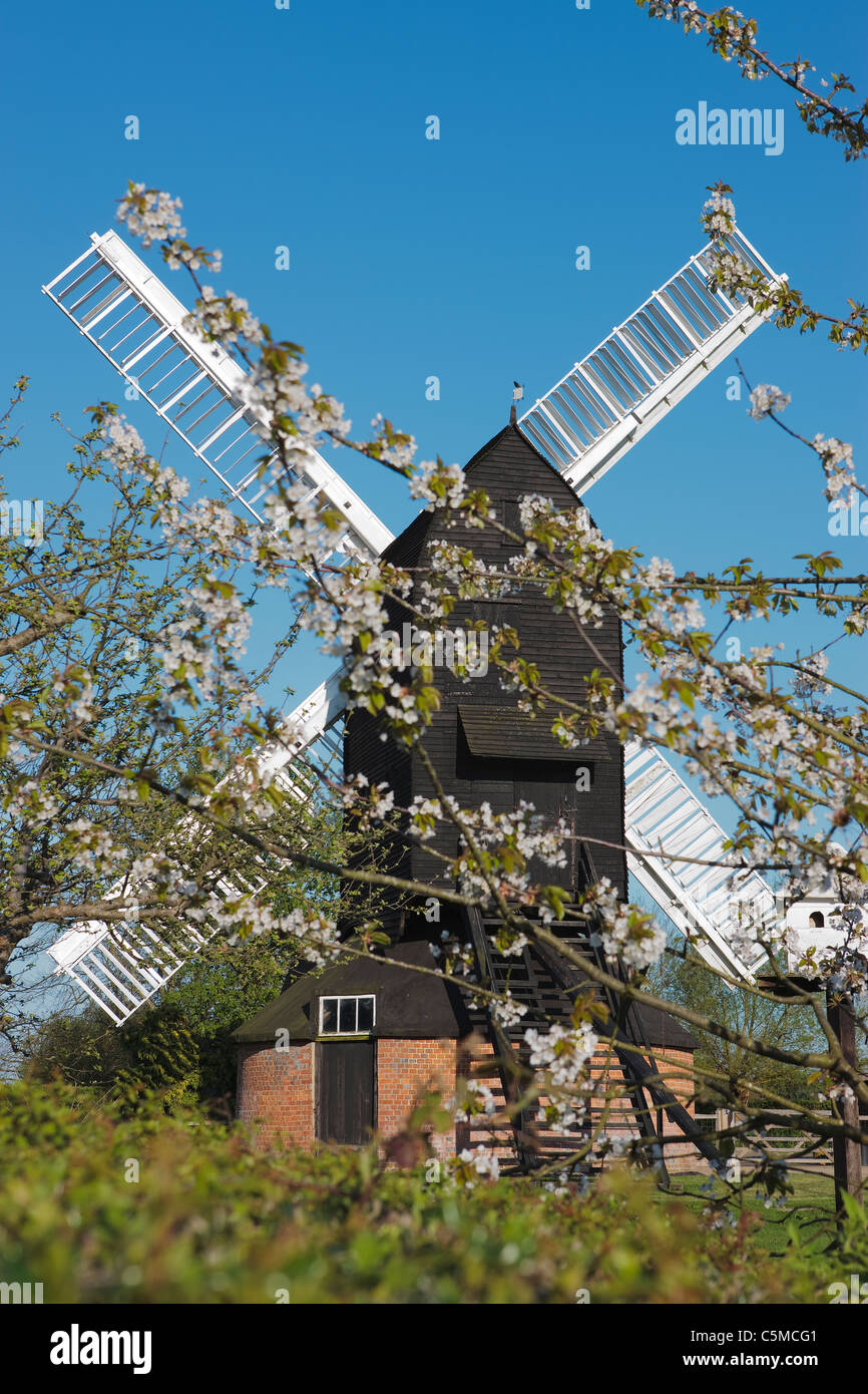 Outwood windmill through the cherry blossom Stock Photo - Alamy