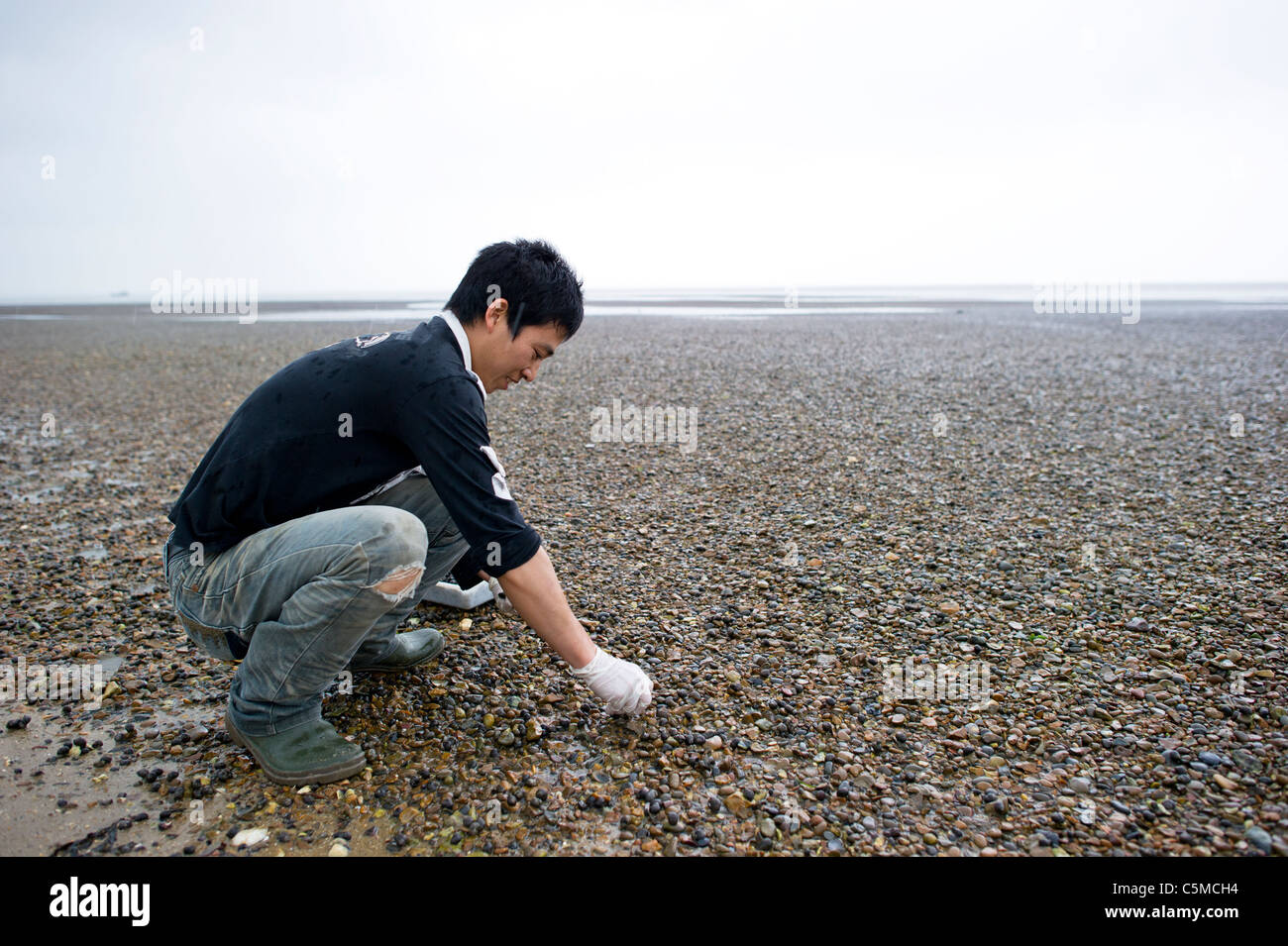 A young Chinese male picking cockles from the foreshore at Southend on ...