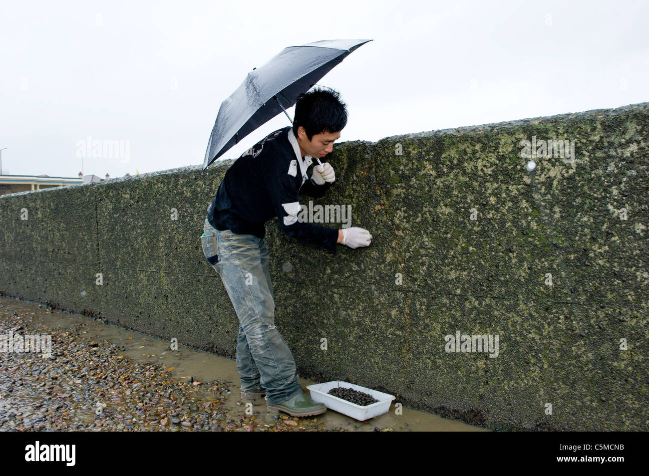 A Chinese male harvesting cockles from a concrete groyne at low tide on ...