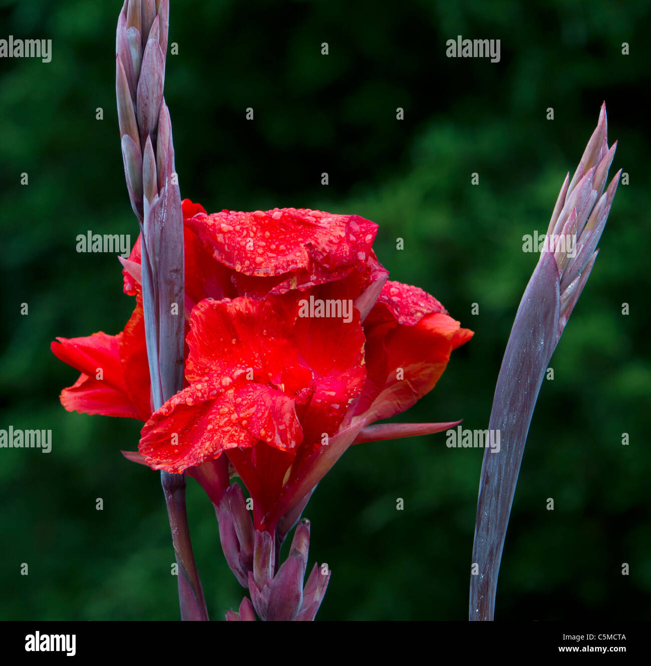 Canna Iridiflora King Humbert Cannaceae Stock Photo - Alamy