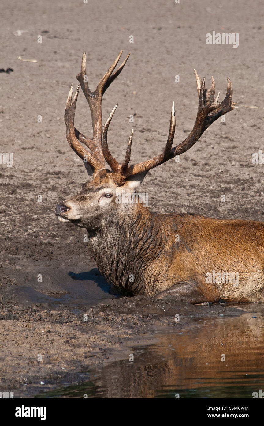Western European Red Deer, Cervus elaphus elaphus, stag rolling in the ...