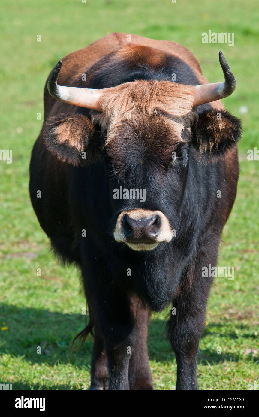 Extinct ruminant hi-res stock photography and images - Alamy