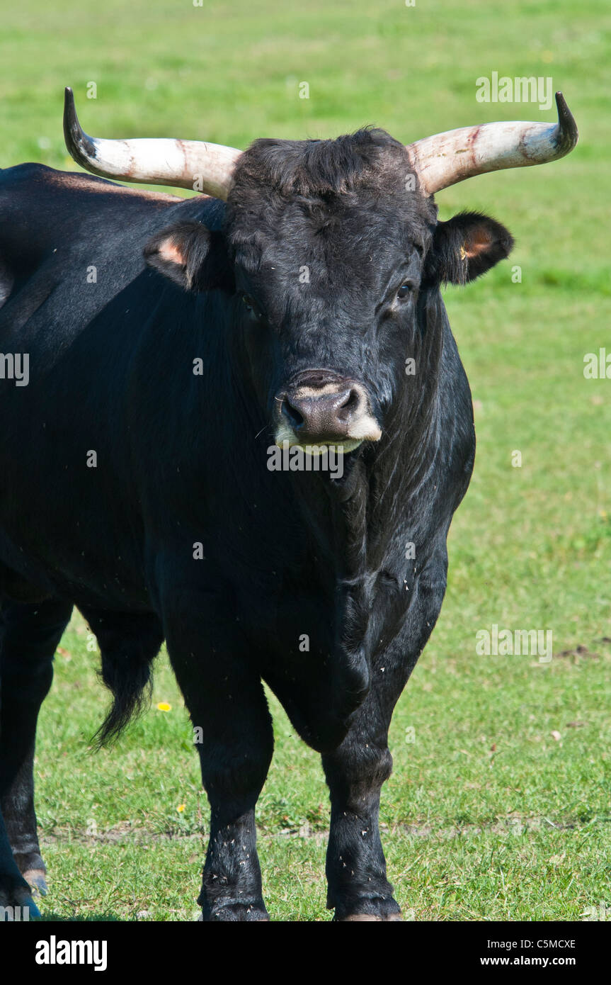 Heck cattle, bull, rebreeding of the extinct Aurochs or Urus, Box ...