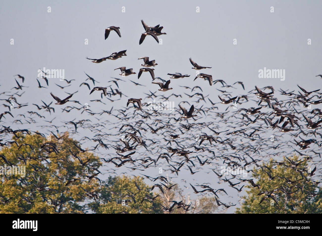 Group Tundra Bean Goose, Anser fabalis rossicus, and Greater White ...