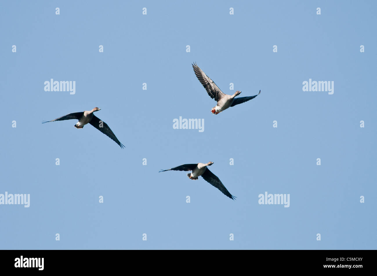 Group Tundra Bean Goose, Anser fabalis rossicus, in flight Stock Photo ...