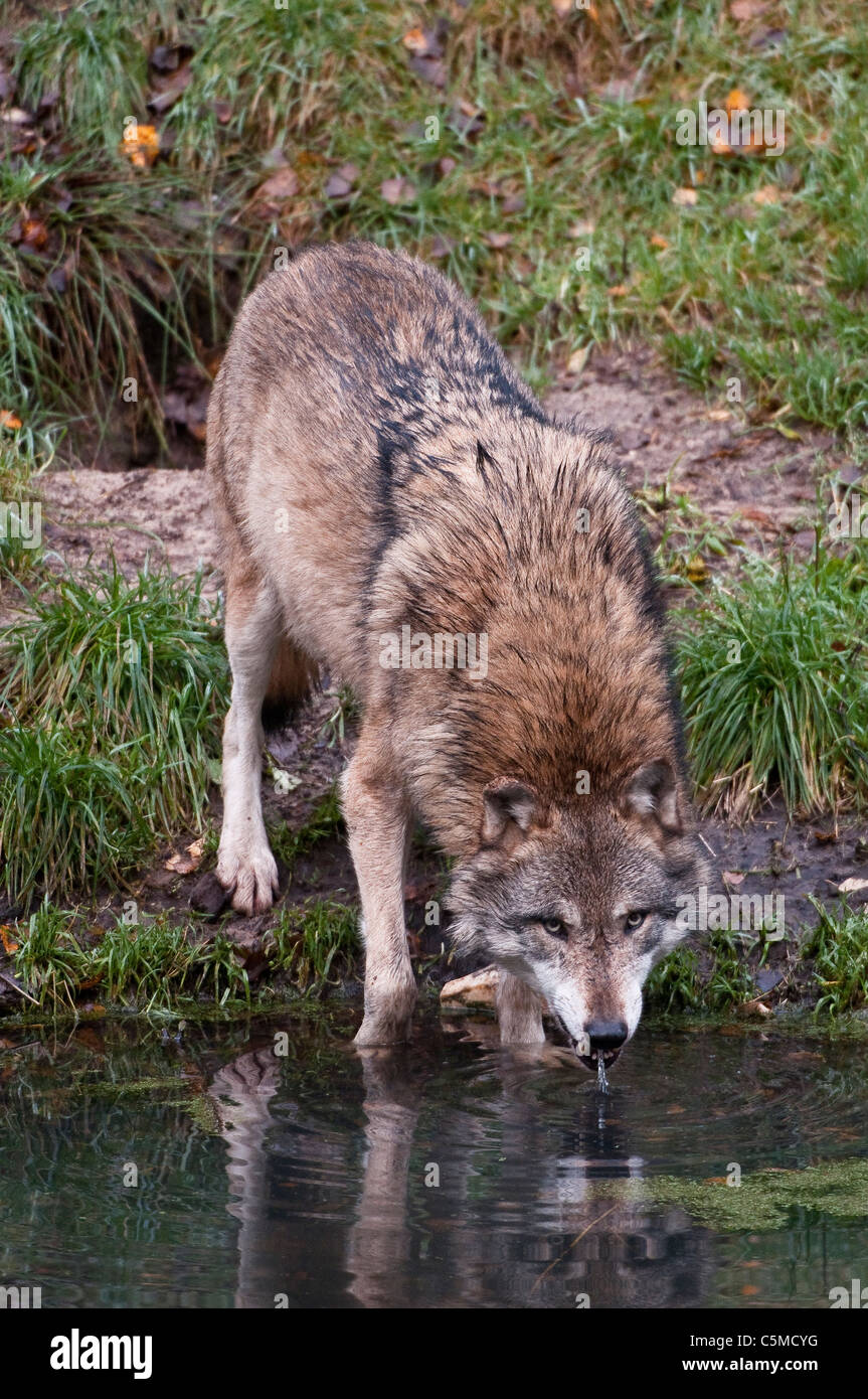 Grey wolf, Canis lupus, drinking water from a pond Stock Photo - Alamy