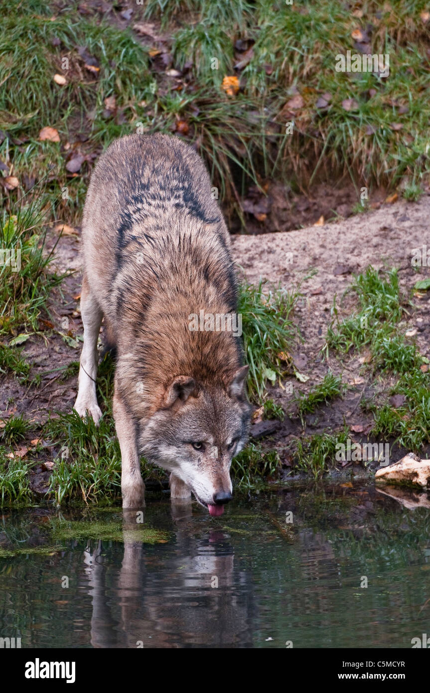 Grey wolf, Canis lupus, drinking water from a pond Stock Photo - Alamy