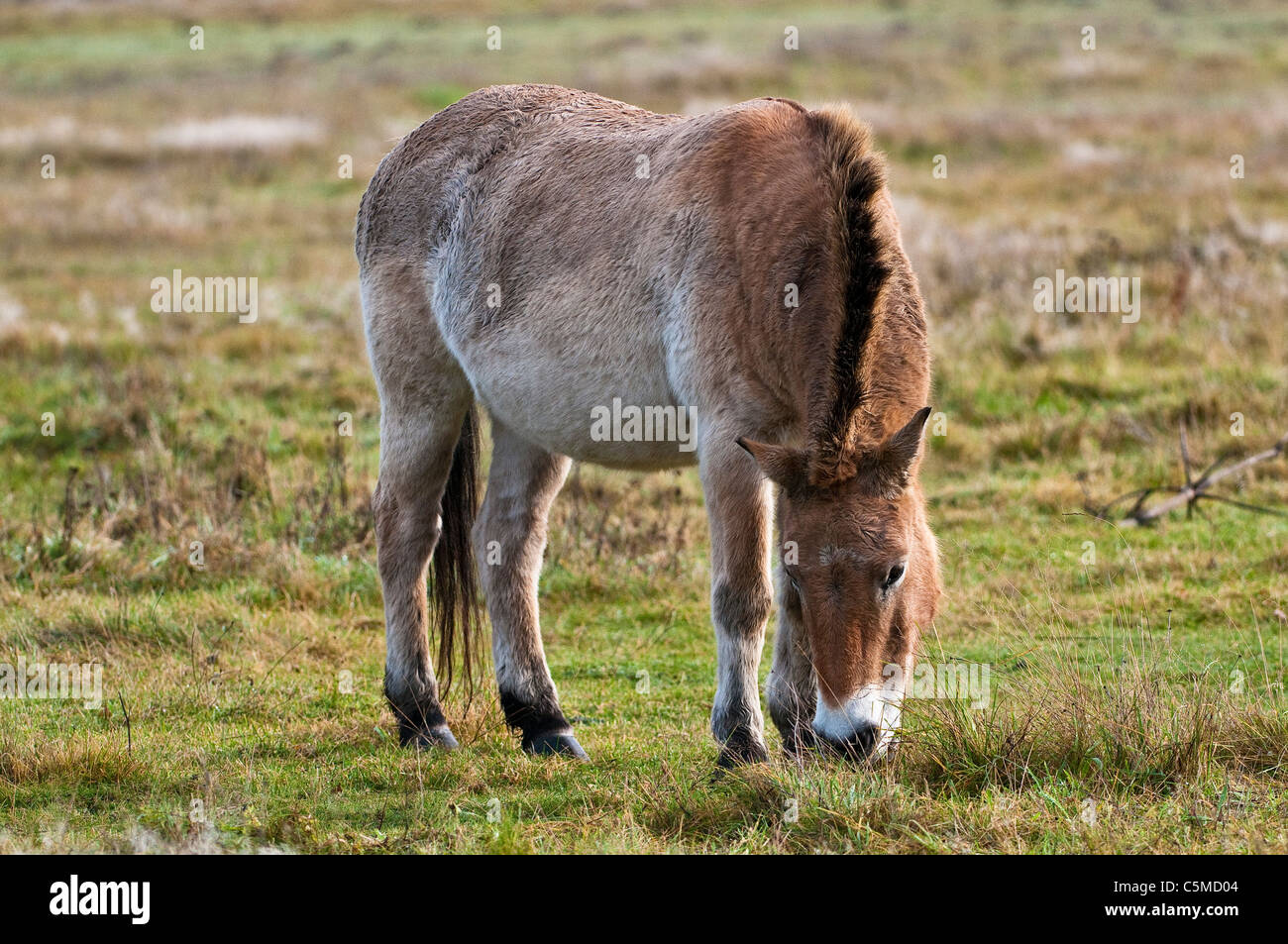 Przewalski's Horse, Asian Wild Horse or Mongolian Wild Horse, Equus ...