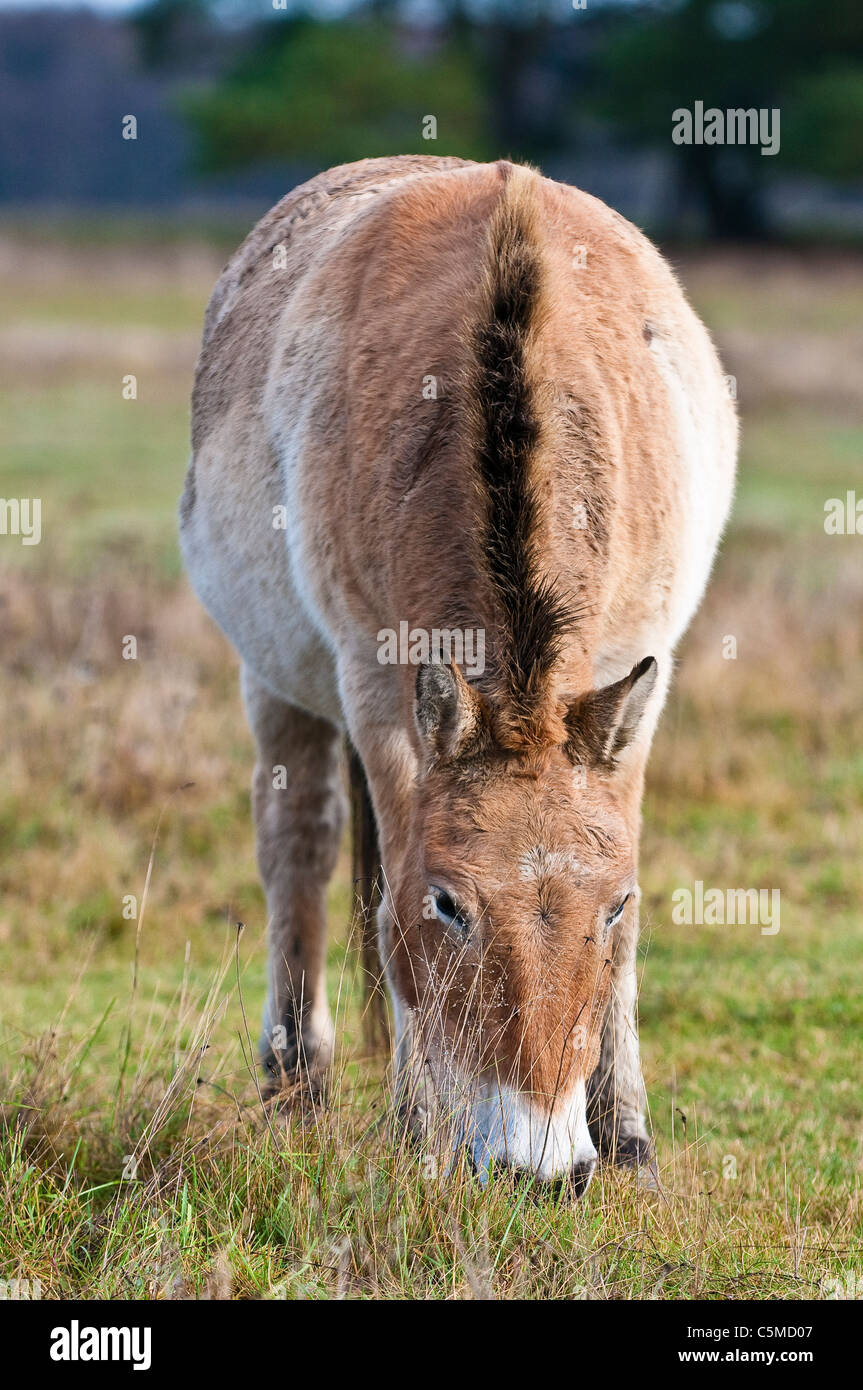 Przewalski's Horse, Asian Wild Horse or Mongolian Wild Horse, Equus ...
