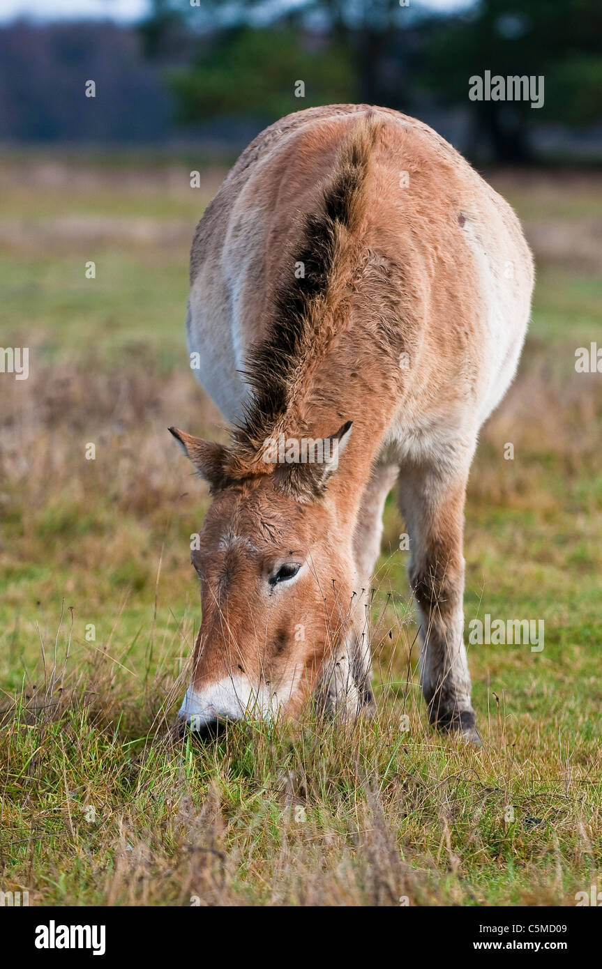 Przewalski's Horse, Asian Wild Horse or Mongolian Wild Horse, Equus ...