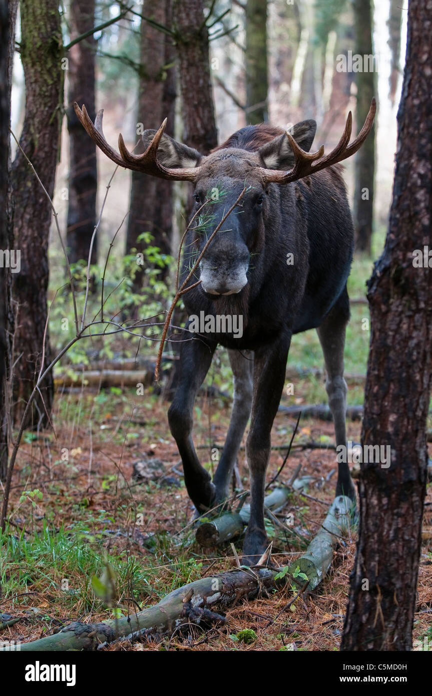 Moose full body hi-res stock photography and images - Alamy