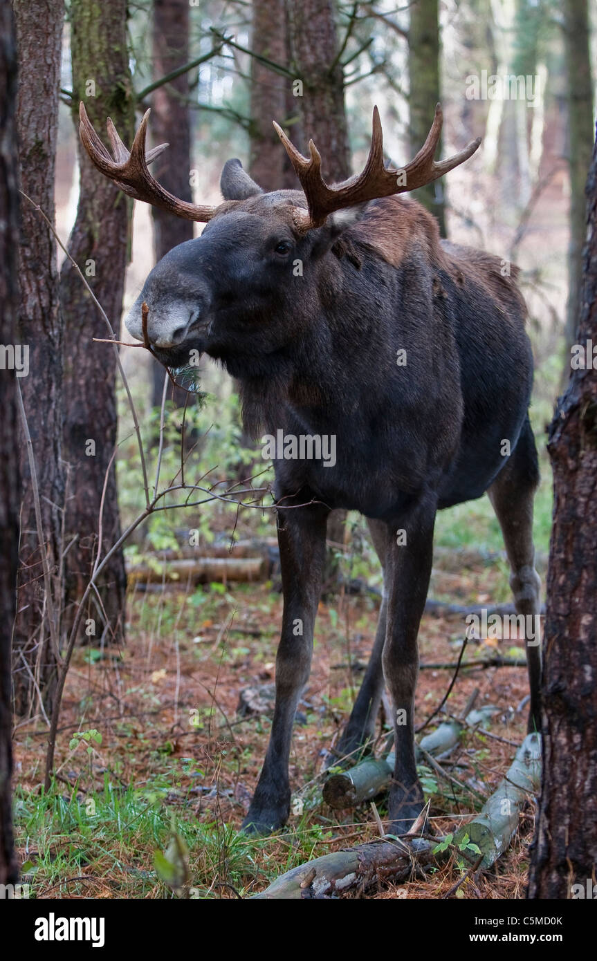 European elk, moose, Alces alces, in its natural environment Stock ...