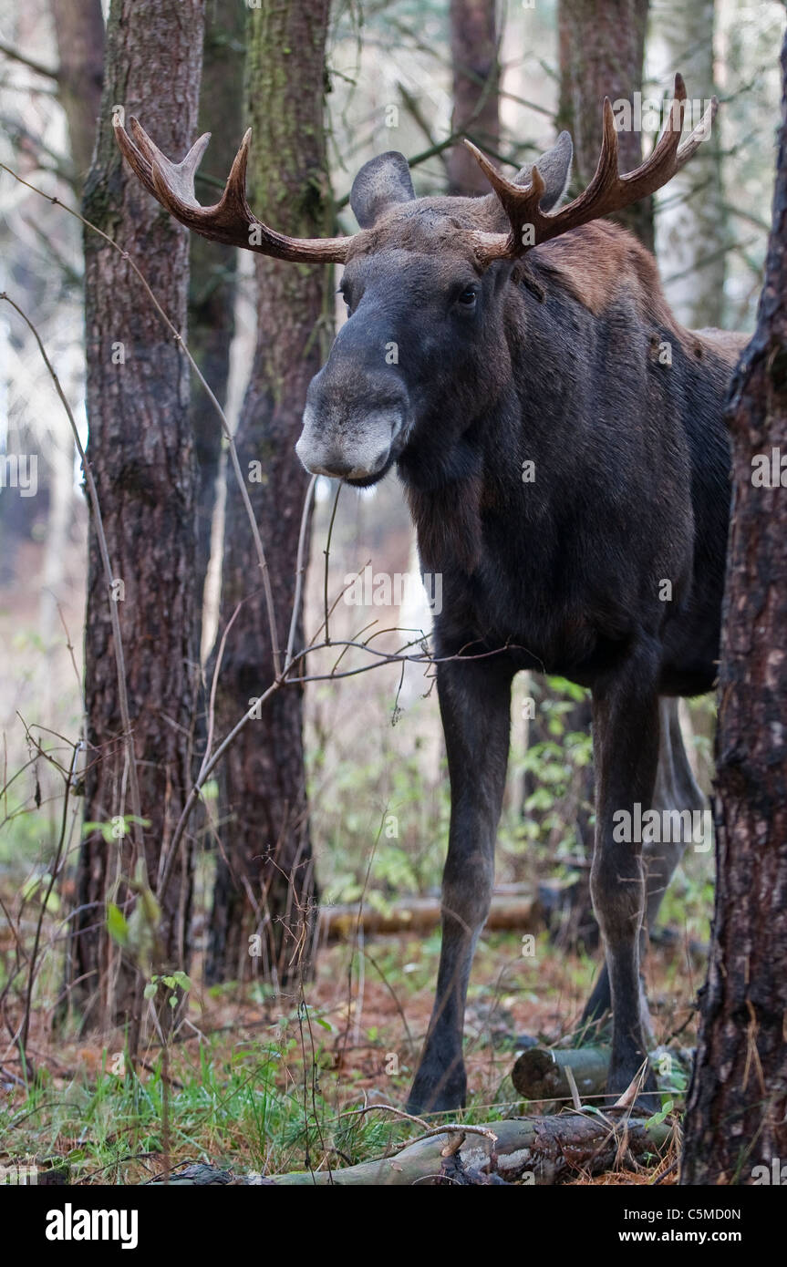 European elk, moose, Alces alces, in its natural environment Stock ...