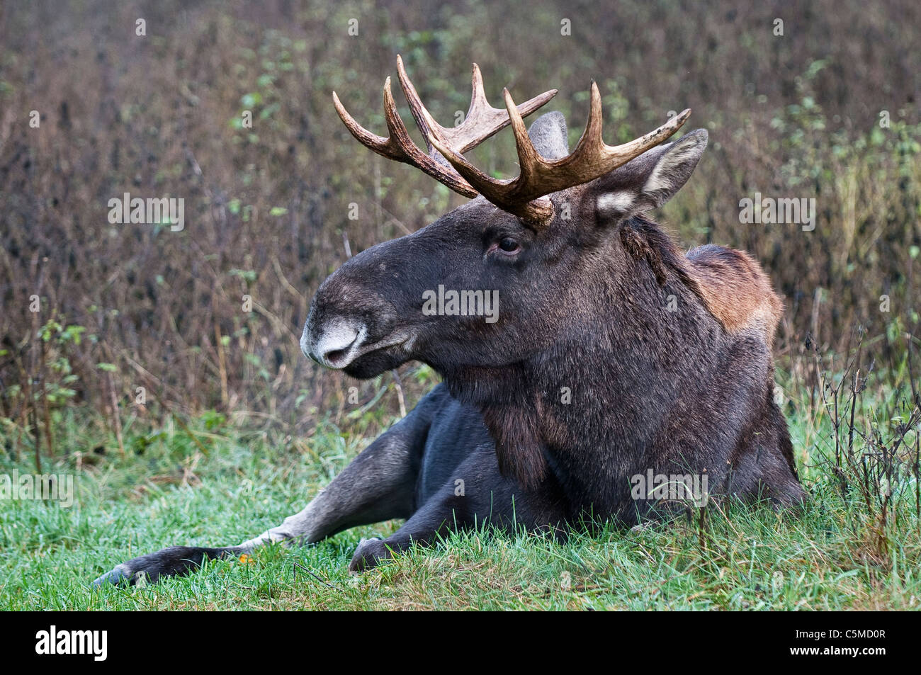 European elk, moose, Alces alces, in its natural environment Stock ...