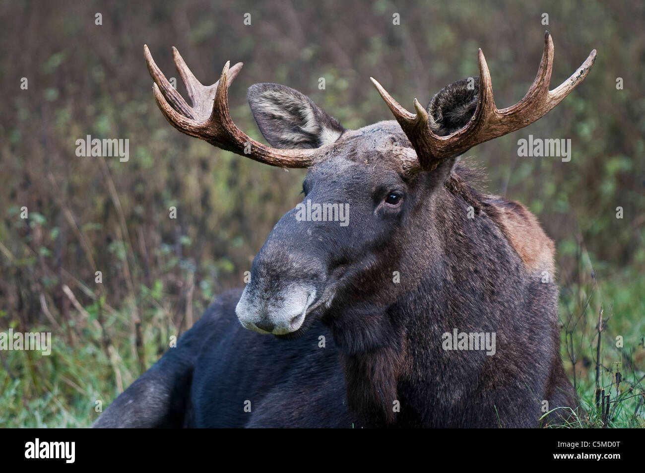 Moose heads hi-res stock photography and images - Alamy