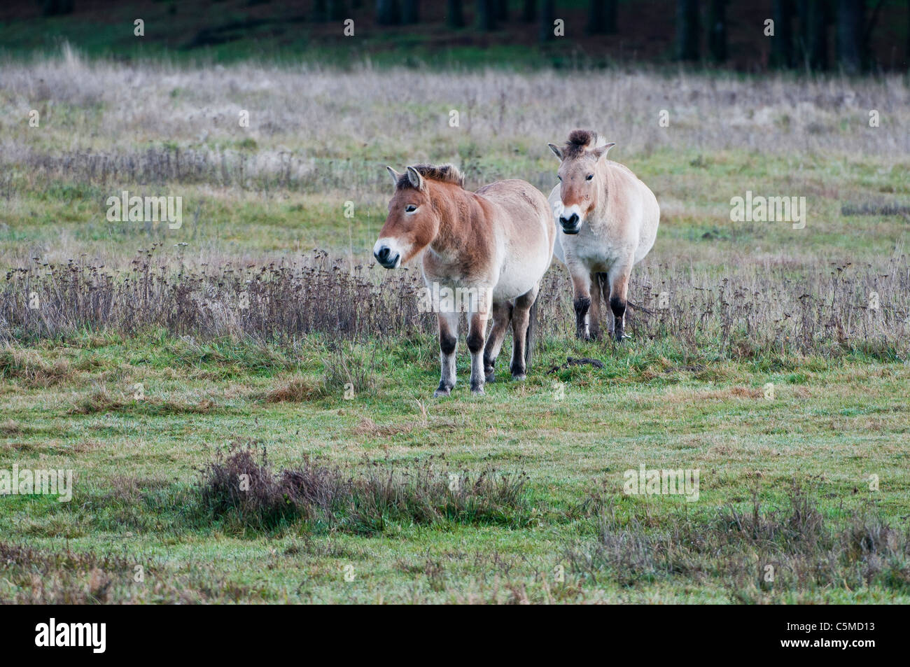 Przewalski's Horse, Asian Wild Horse or Mongolian Wild Horse, Equus ...