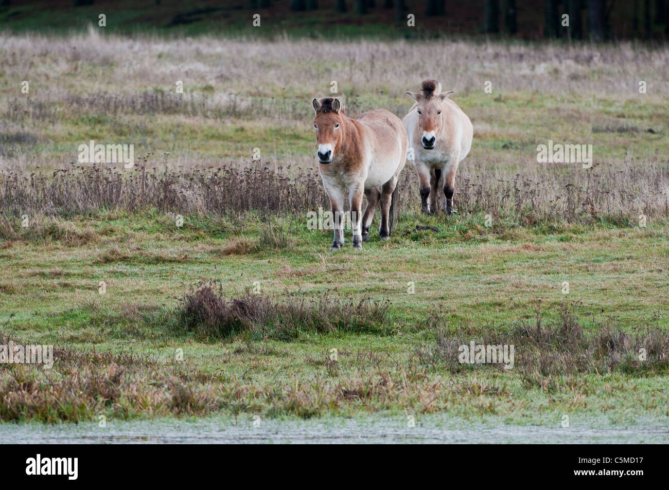 Przewalski's Horse, Asian Wild Horse or Mongolian Wild Horse, Equus ...