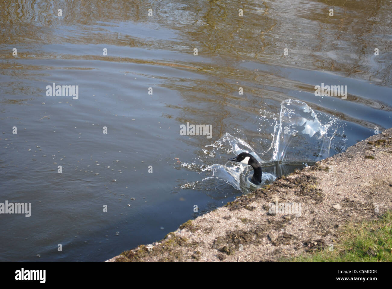 duck jumping into canal water Stock Photo - Alamy