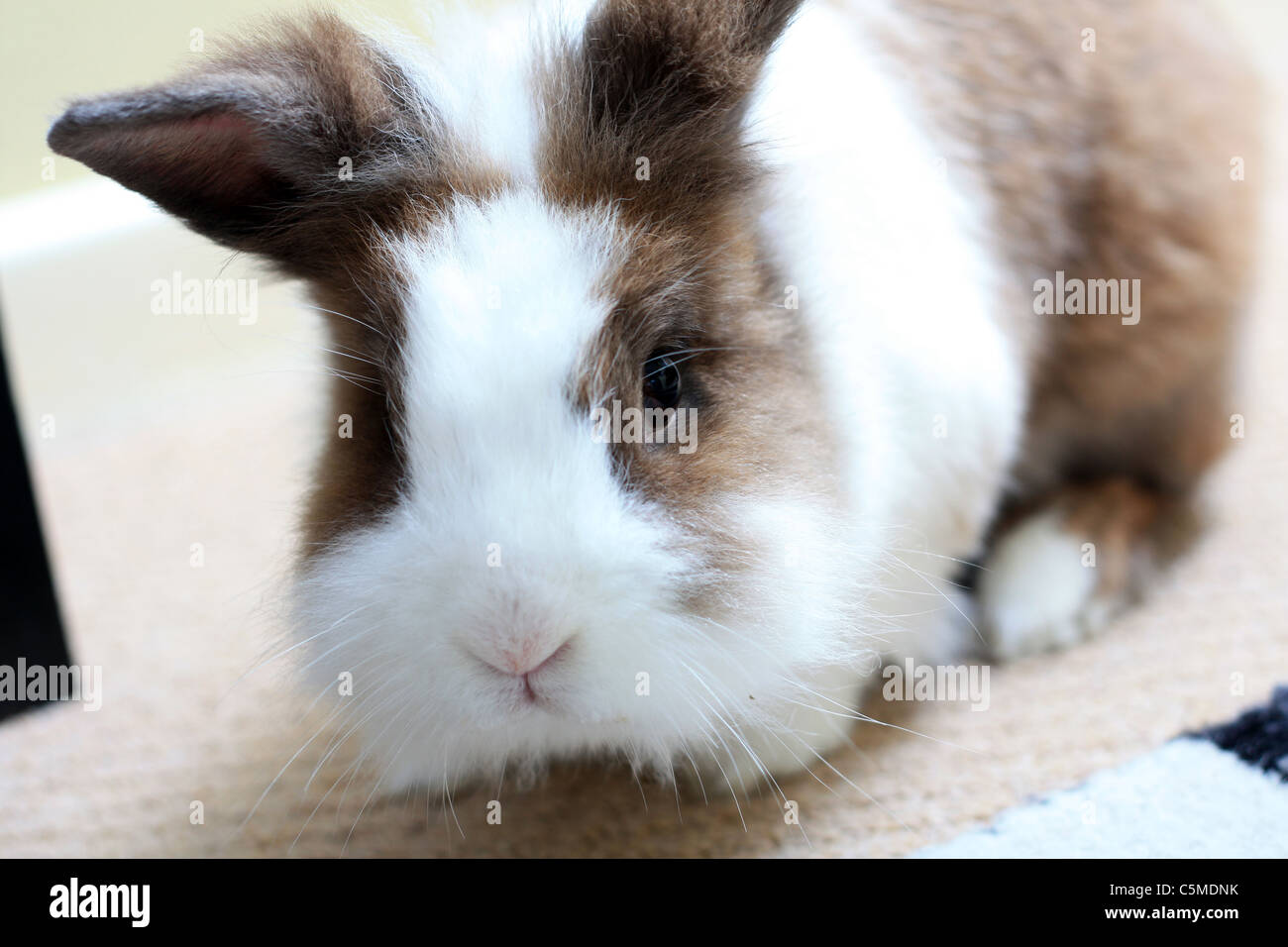Bunnies rabbits hi-res stock photography and images - Alamy