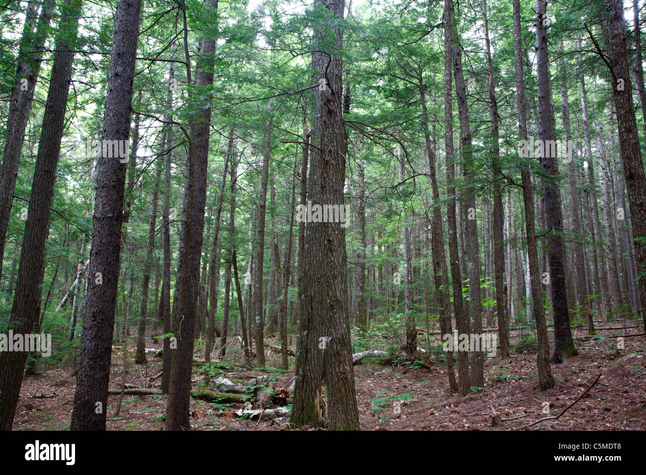 Hemlock Forest during the summer months in Albany, New Hampshire USA ...