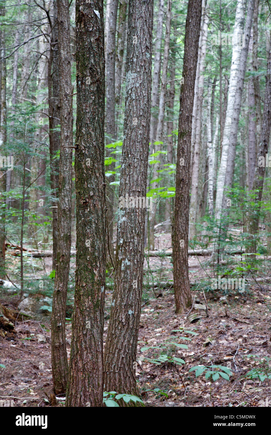 Hemlock forest during summer in hi-res stock photography and images - Alamy
