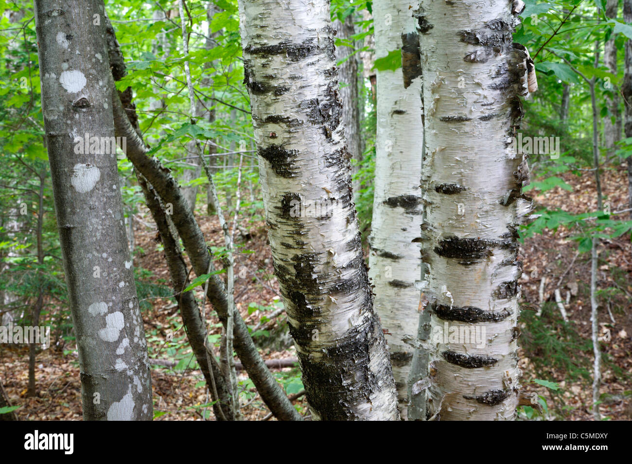 Birch trees during the summer months in the White Mountains, New ...