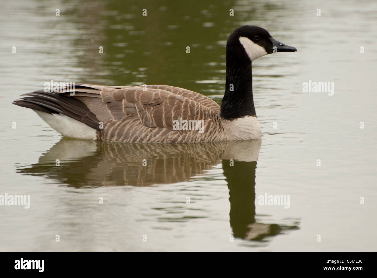 Goose pond hi-res stock photography and images - Alamy