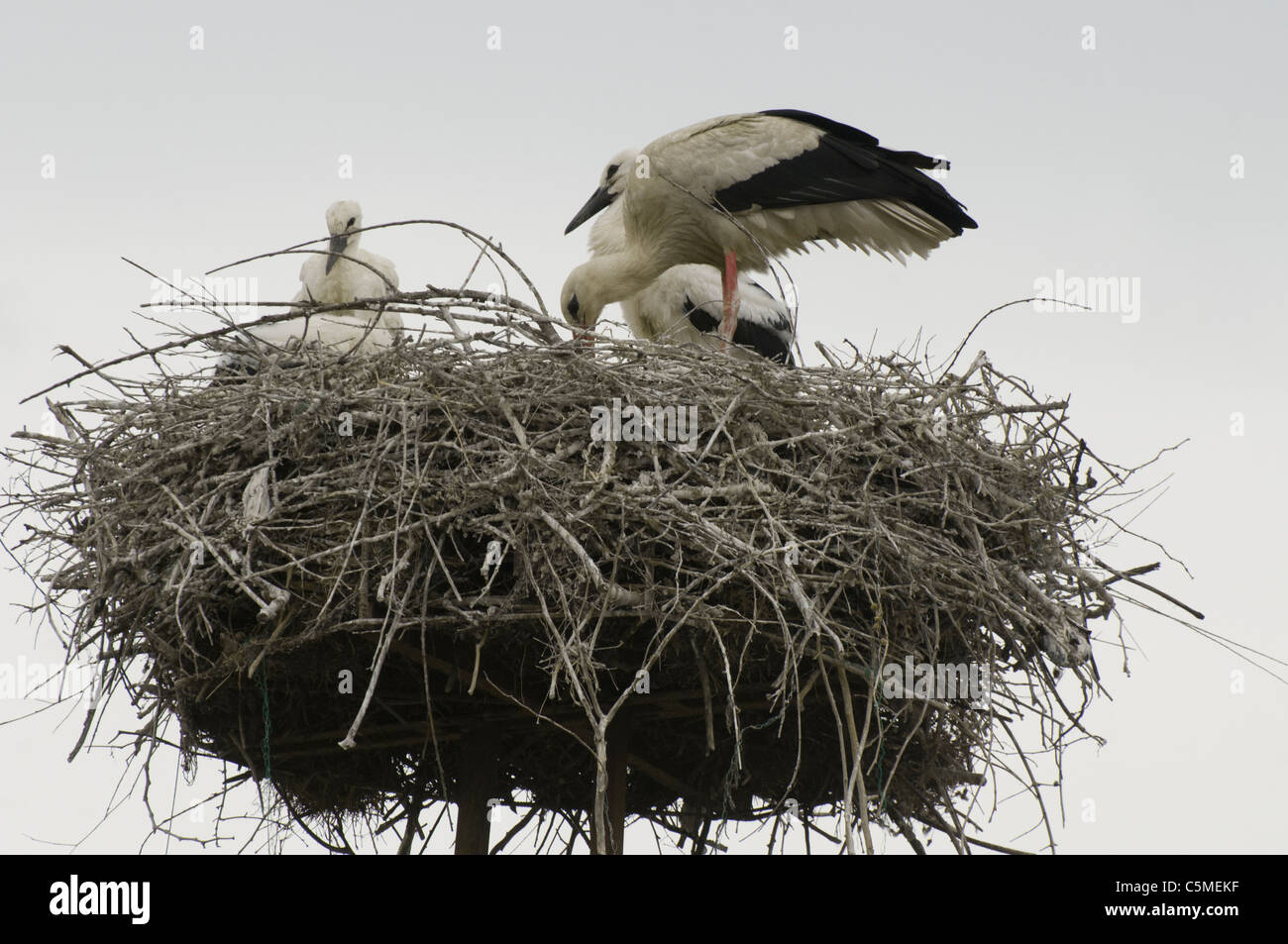 A stork feeding its fledglings in their nest, western Turkey Stock ...