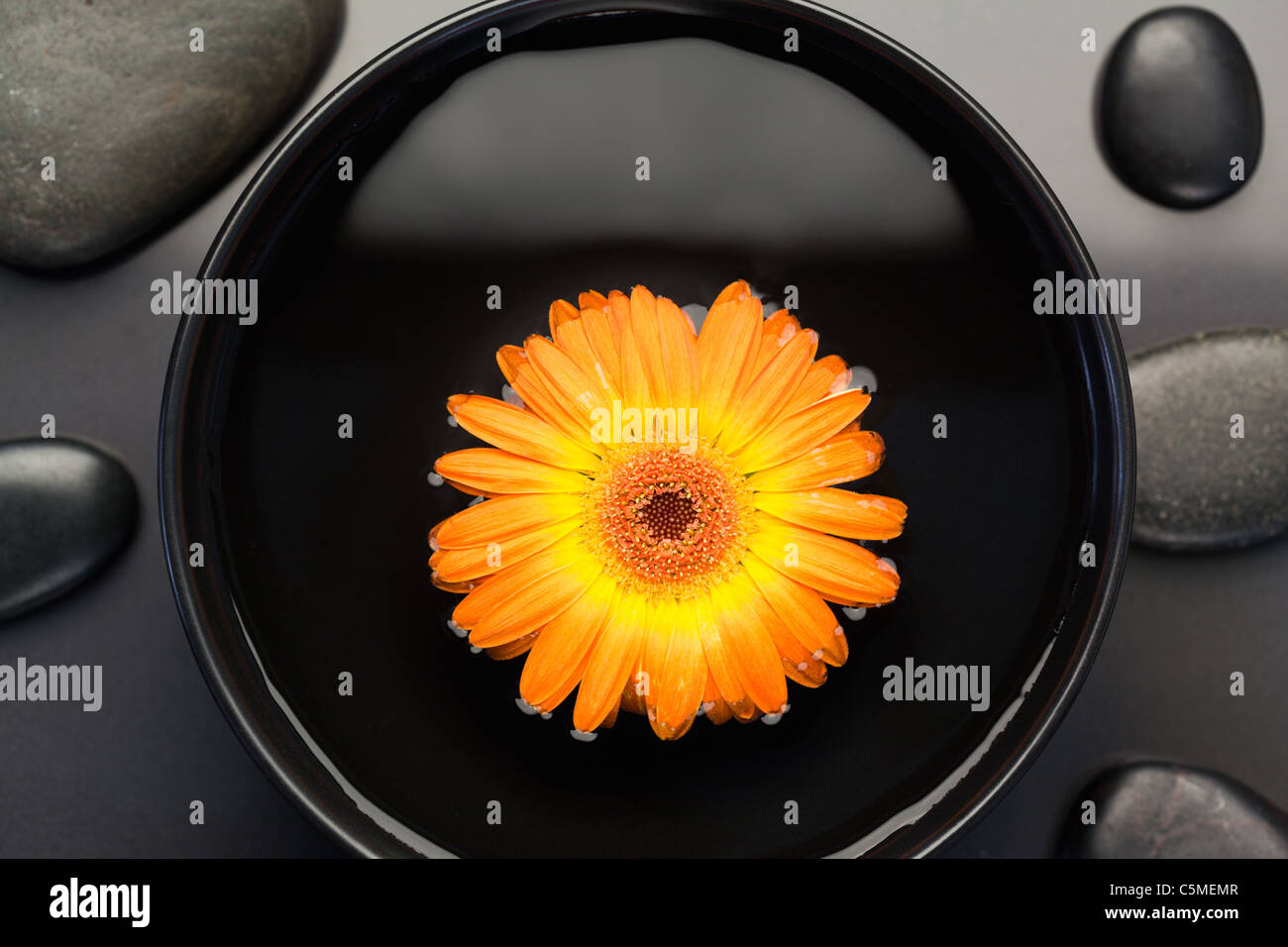 Gerbera flower floating in water hi-res stock photography and images ...