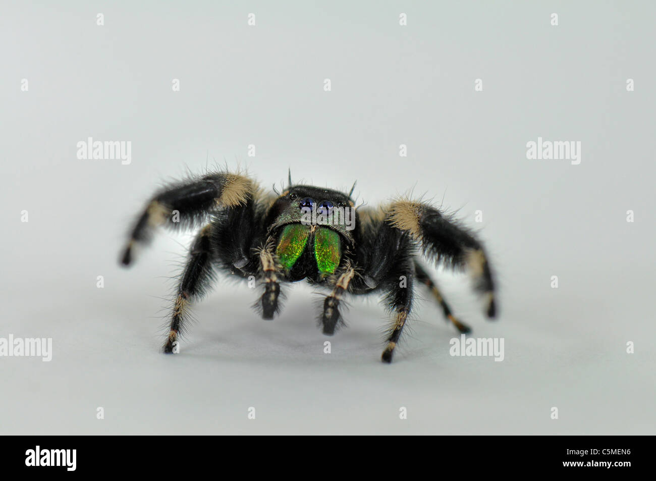 Regal Jumping Spider Stock Photo - Alamy