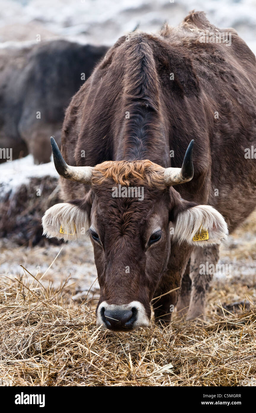 Brown Swiss, Braunvieh, Domestic Cattle, Bos primigenius taurus ...