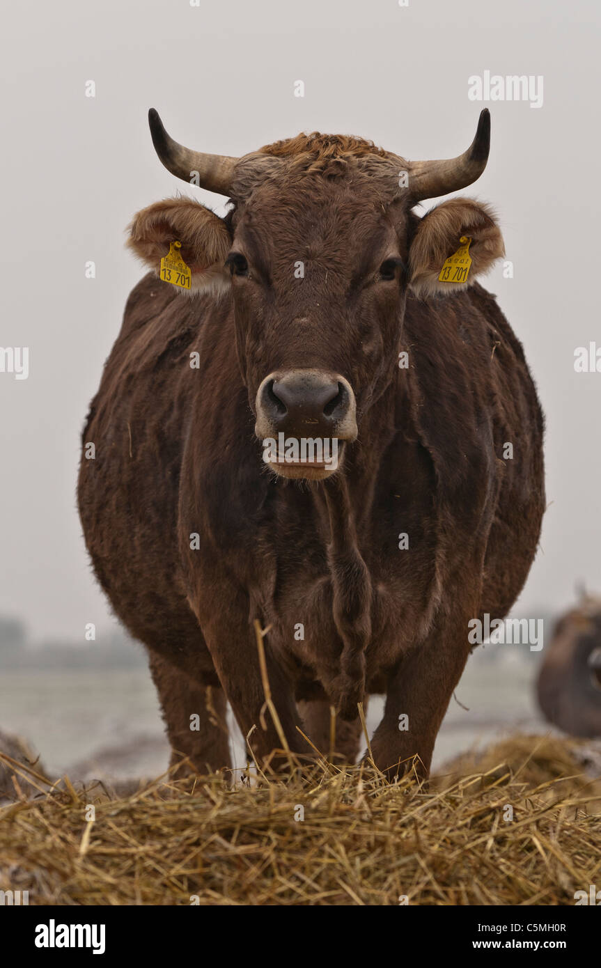 Brown Swiss, Braunvieh, Domestic Cattle, Bos primigenius taurus, stands ...
