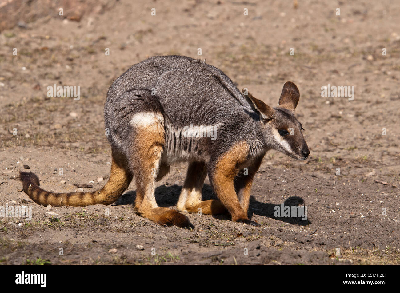 Ring tailed rock wallabies hi-res stock photography and images - Alamy