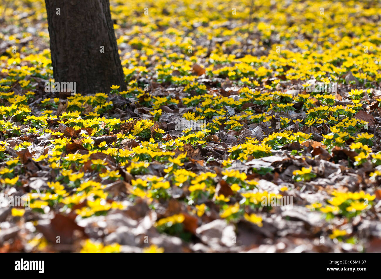 Yellow Winter Aconites, Eranthis hyemalis, covering the woodland floor ...