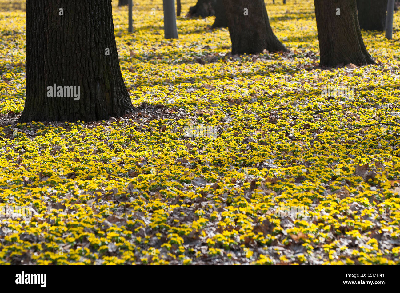 Yellow Winter Aconites, Eranthis hyemalis, covering the woodland floor ...