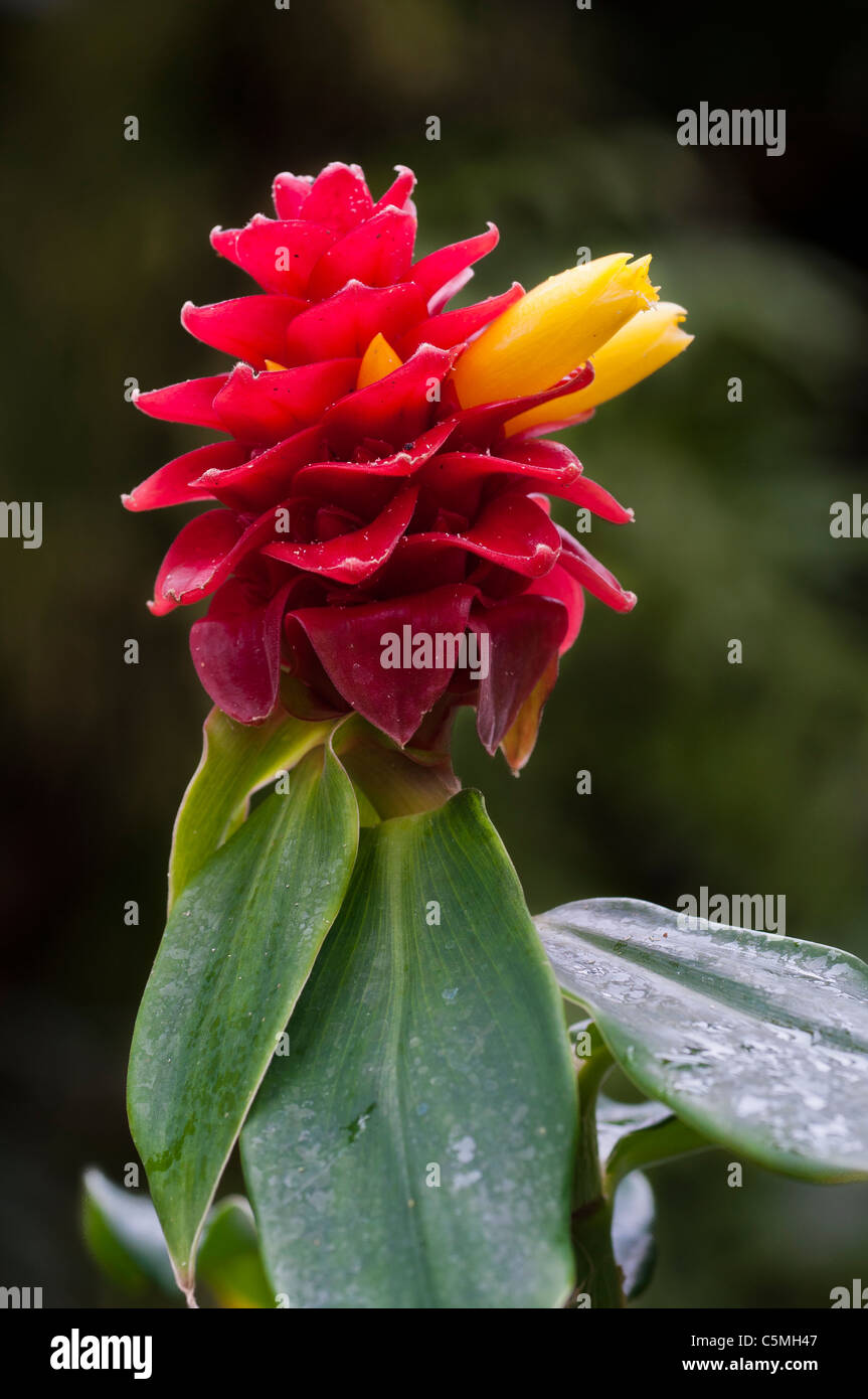 Spiral ginger inflorescence hi-res stock photography and images - Alamy