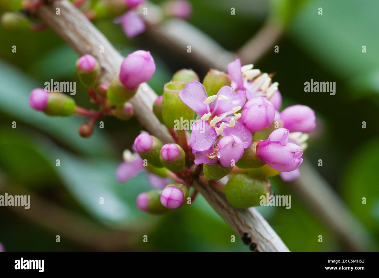 Bloom of Medinilla sp Stock Photo - Alamy