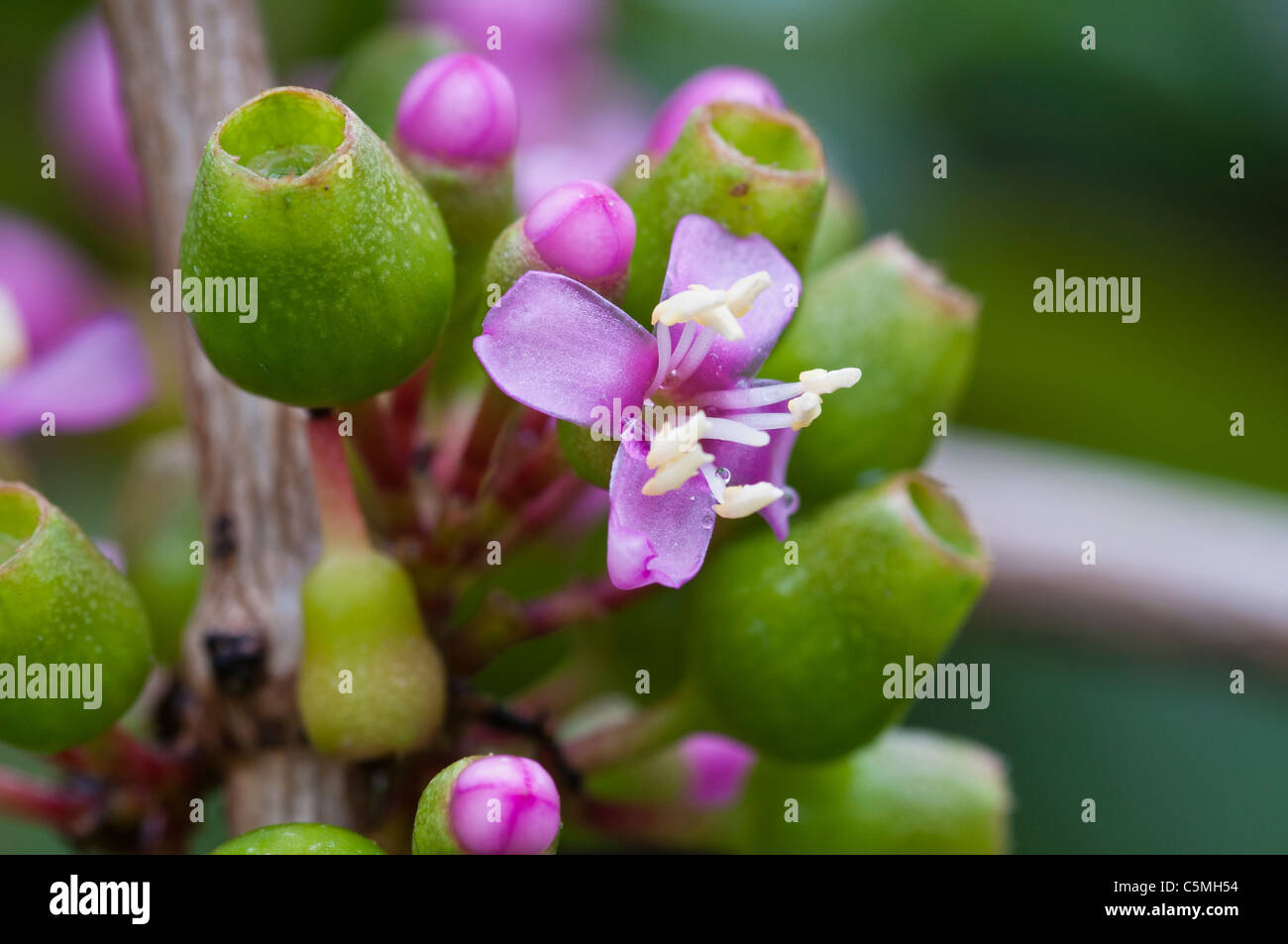 Blossom of Medinilla sp Stock Photo - Alamy