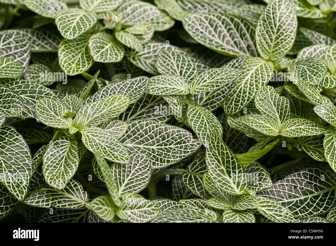 Mosaic plant hi-res stock photography and images - Alamy