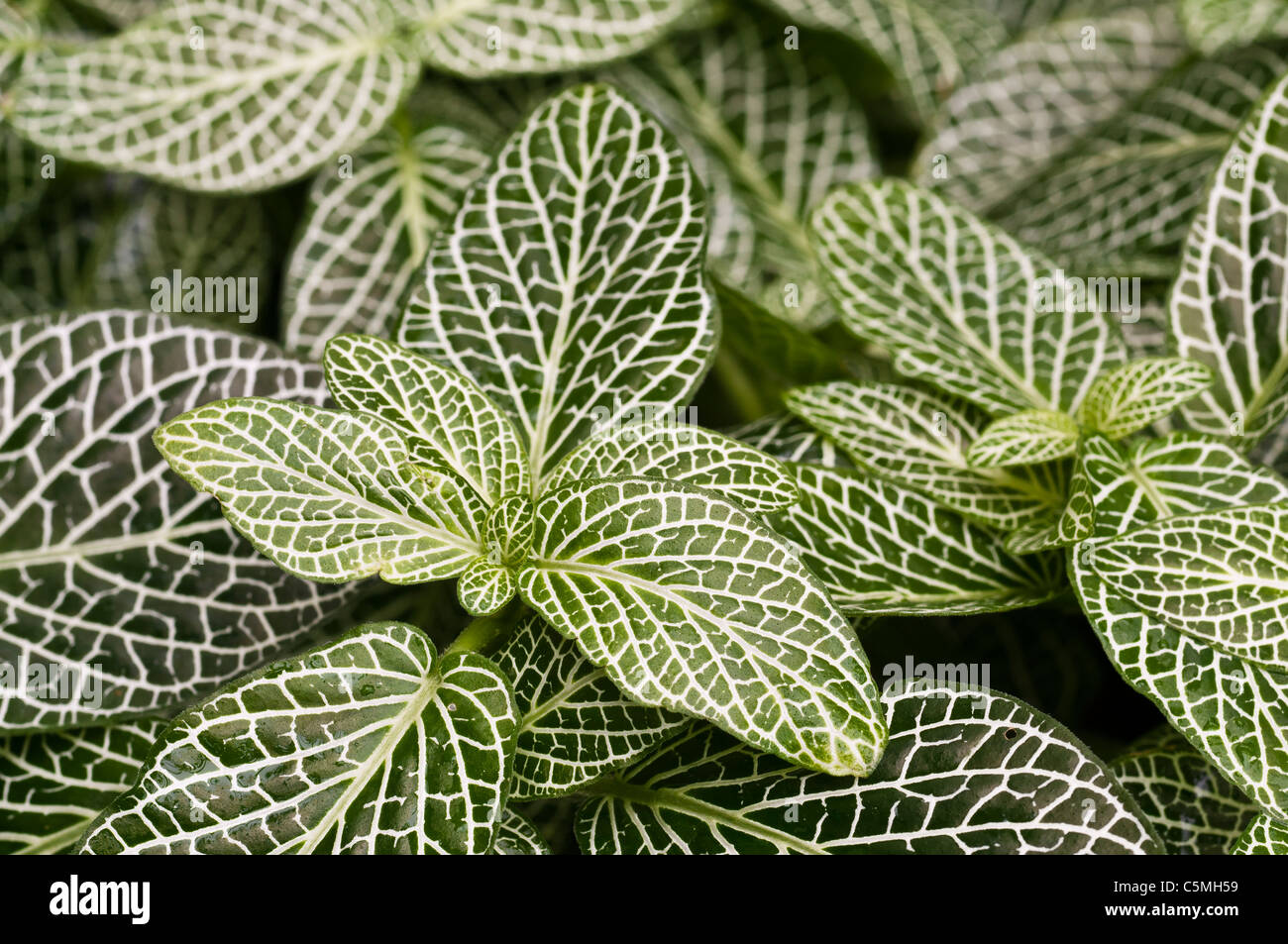 Leaves of Nerve Plant or Mosaic Plant, Fittonia verschaffeltii Stock ...