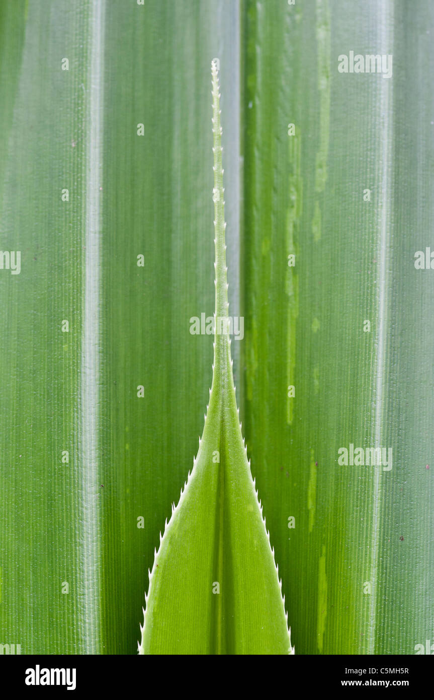 Screw pine leaf hi-res stock photography and images - Alamy