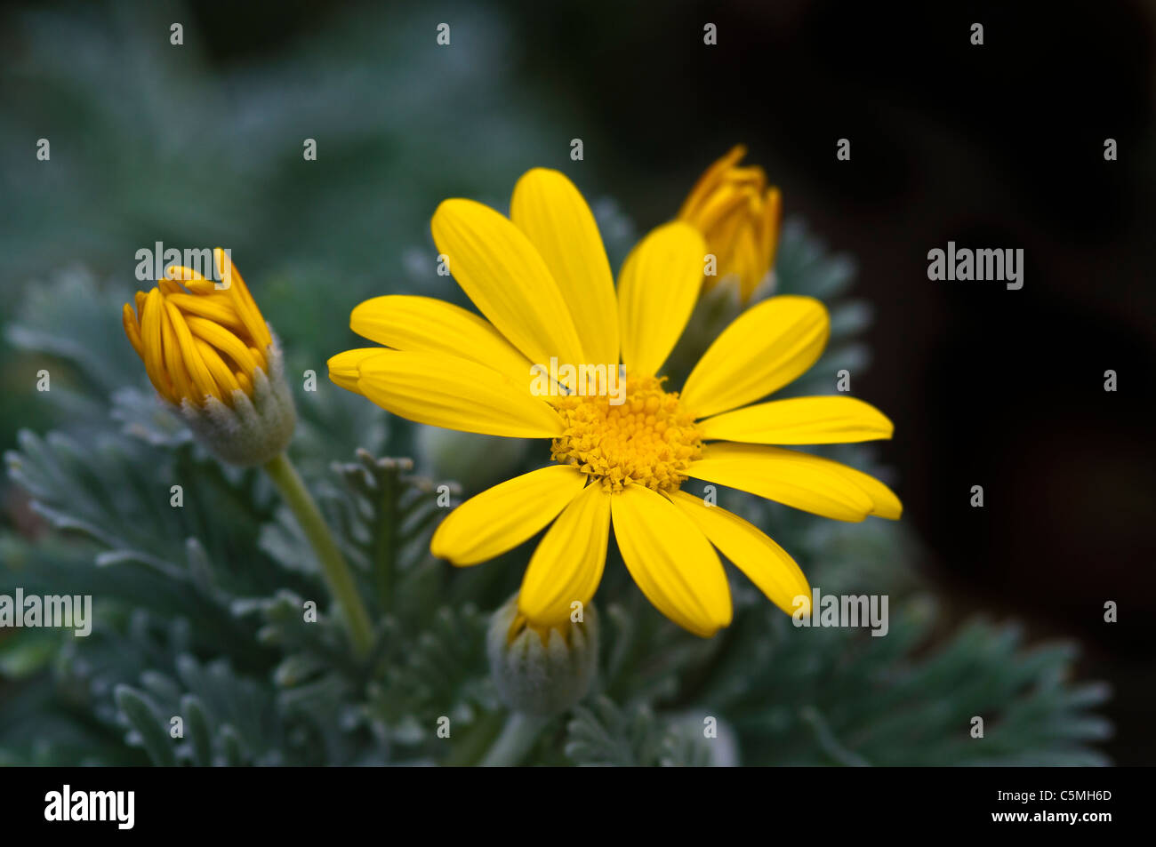 Euryops or Yellow Bush Daisy, Euryops pectinatus, flowering Stock Photo ...