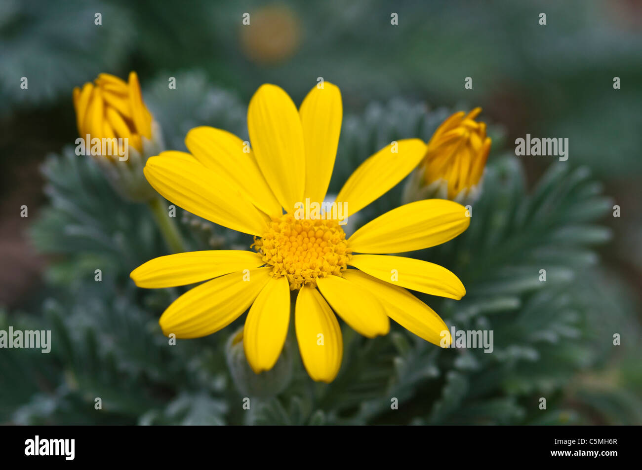 Euryops or Yellow Bush Daisy, Euryops pectinatus, flowering Stock Photo ...